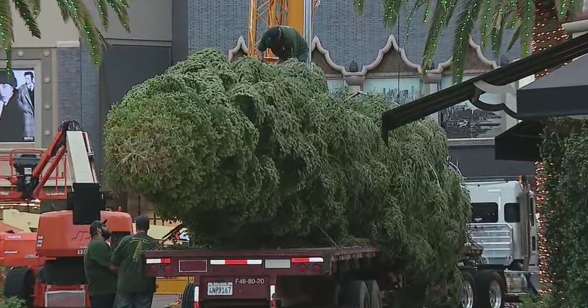 A taste of winter: Citadel Christmas tree arrives from Mount Shasta ...