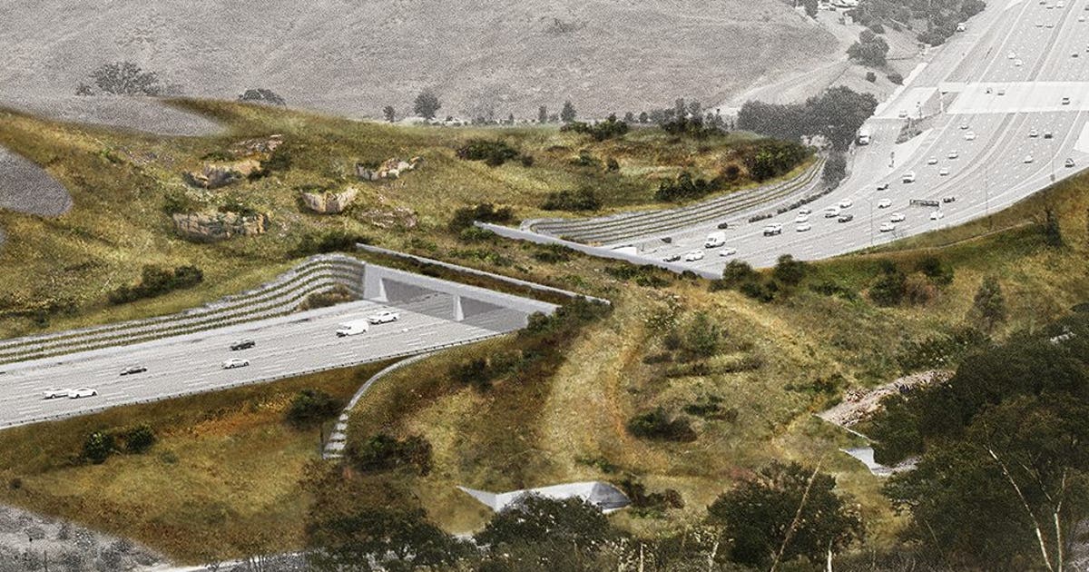 Campaign to build crossing bridge for wildlife to get across 101 ...