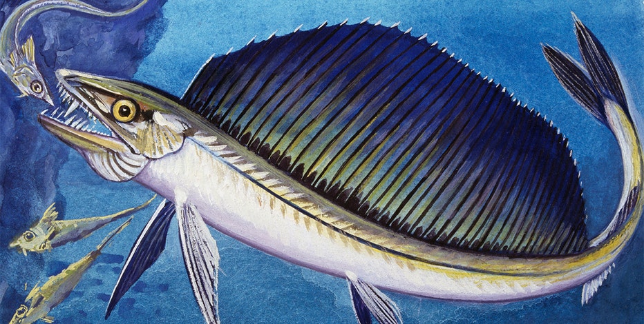 Lancetfish
