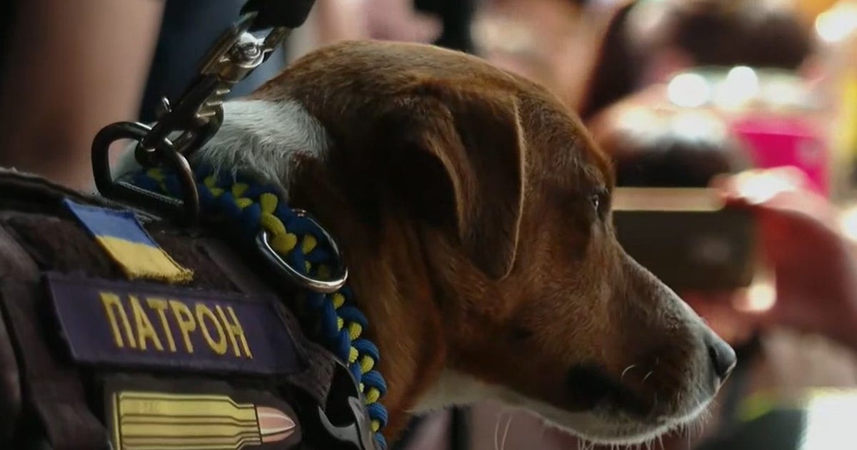 Meet Patron: Ukraine's bomb-sniffing hero pup | FOX 11 Los Angeles