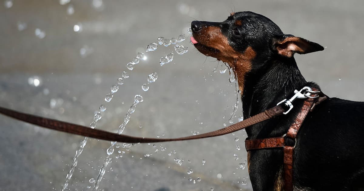 How to keep your pets safe during the SoCal heat wave | FOX 11 Los Angeles