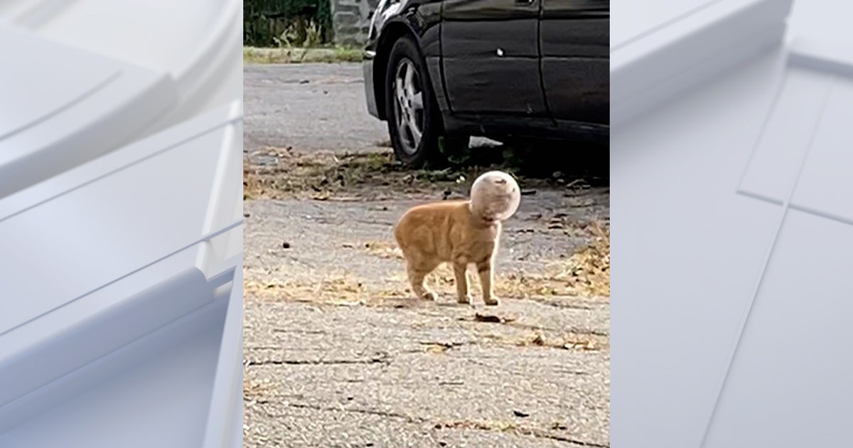 Cat gets head stuck in jar, gets named ‘Buzz Lightyear’ | FOX 11 Los ...