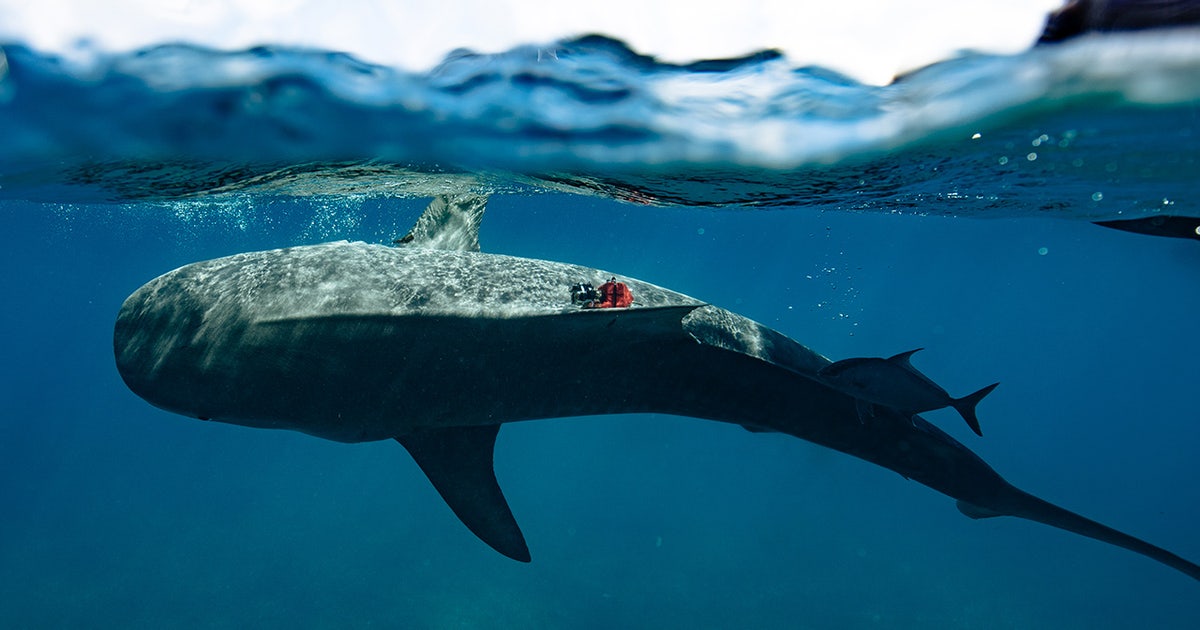Video: Tiger sharks help lead researchers to ‘world’s largest’ seagrass ...