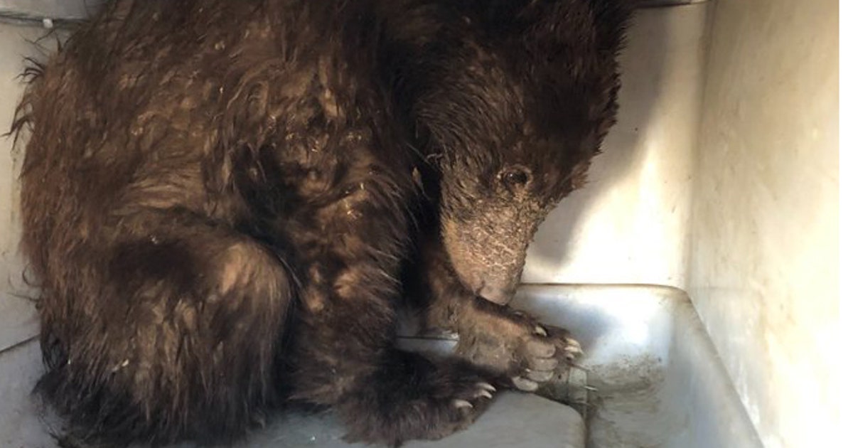 Photos: Bear found starving nurtured back to health, returns to the ...