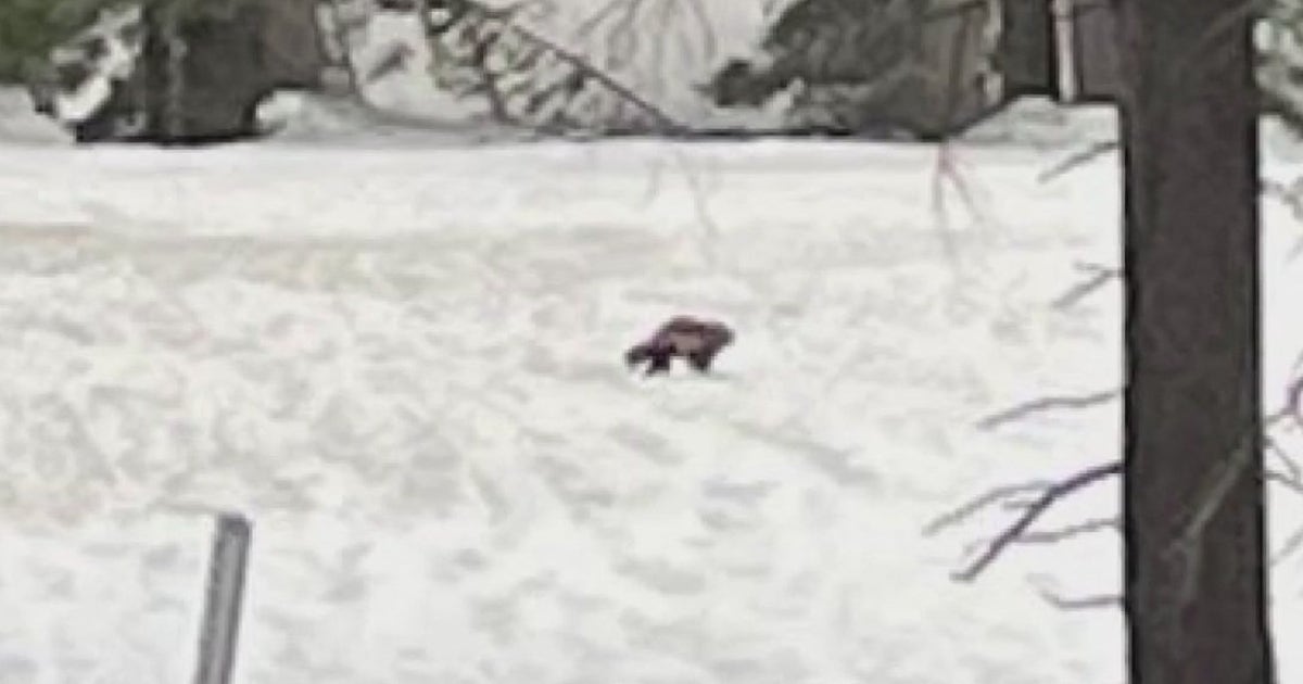 Rare wolverine sighting in Yosemite National Park | FOX 11 Los Angeles