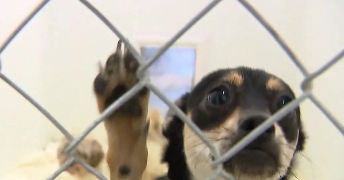 Oxnard shelter may have to euthanize animals if faced with shut down ...