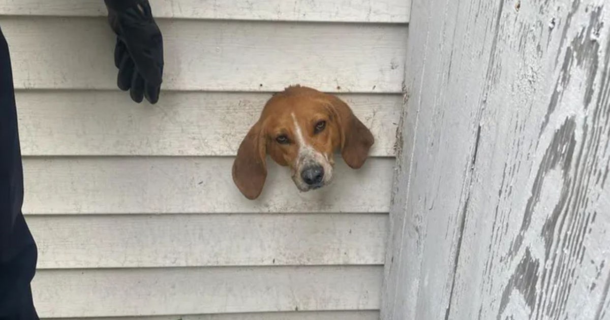 South Carolina dog rescued from tight spot — a dryer vent | FOX 11 Los ...