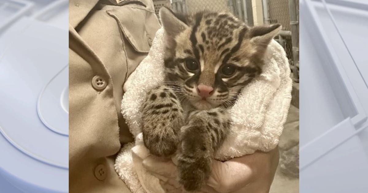 Meet the LA Zoo’s cutest new resident – a baby ocelot | FOX 11 Los Angeles
