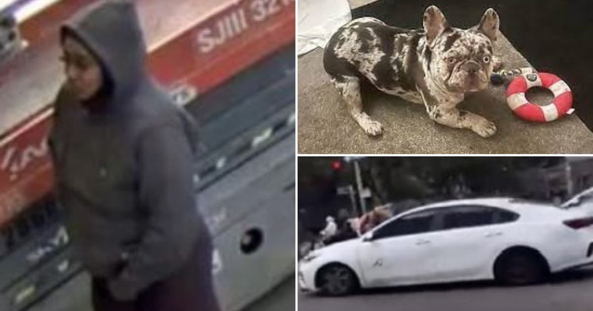 First pic released of suspected dognapper who drove away with owner ...