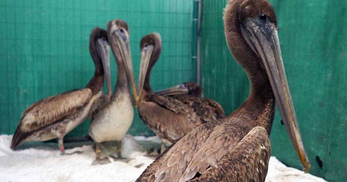 More than 100 starving, sick pelicans found along California coast ...