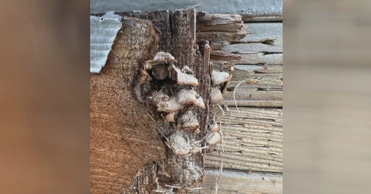 La Habra sub resigns over alleged mold issues in elementary school ...