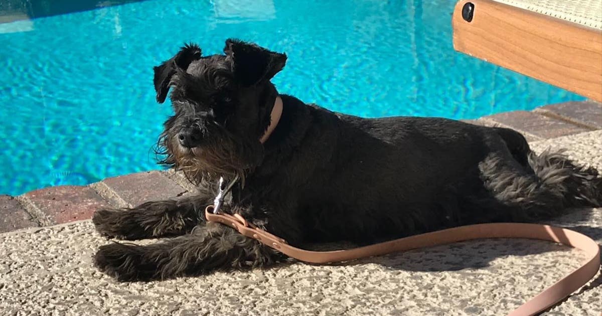 Family files lawsuit alleging pet sitter's negligence led to dog's ...