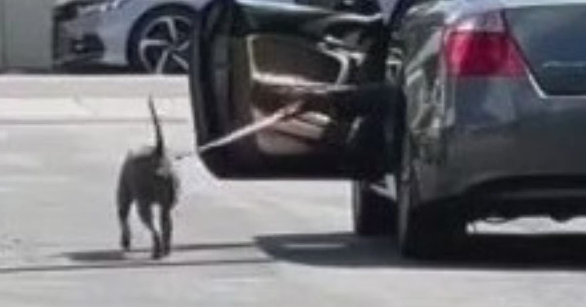 Pit bull getting walked by person inside car in Los Angeles; Witnesses ...