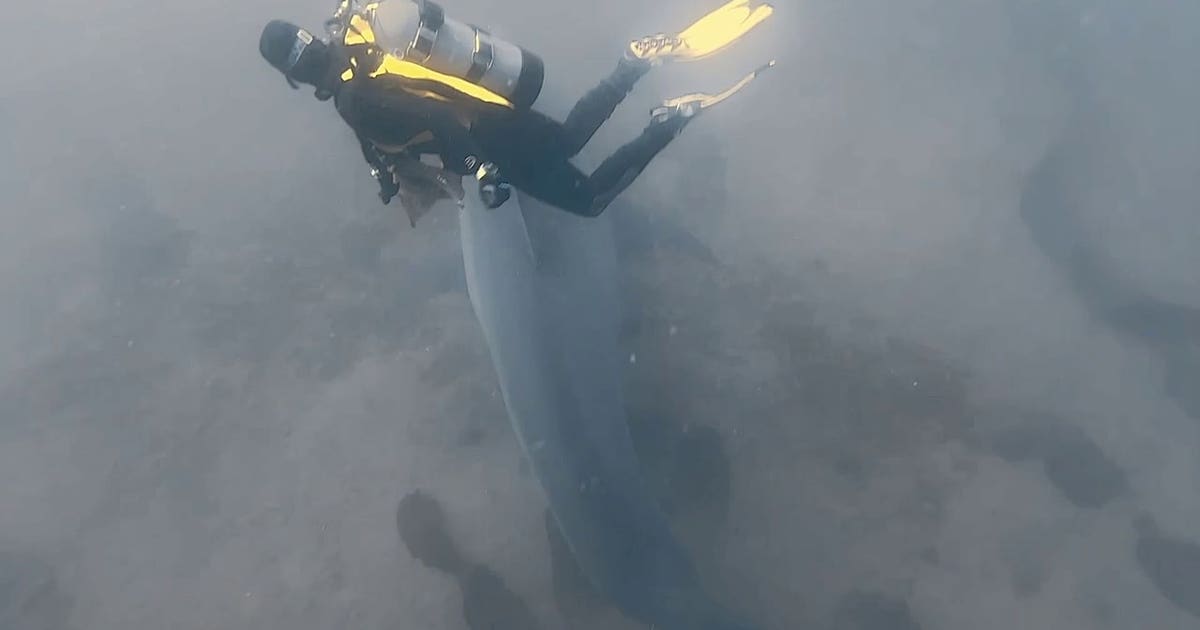 Scuba divers have 'once-in-a-lifetime' close encounter with great white ...