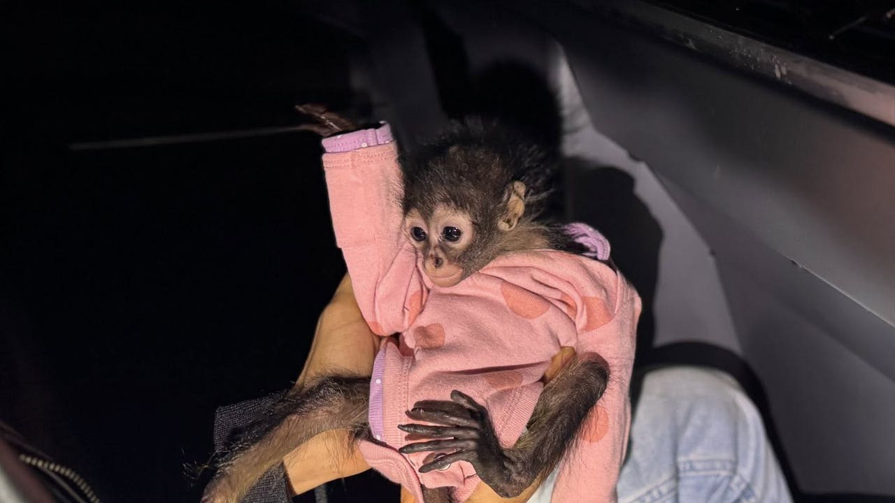Monkey found in car during traffic stop in California | FOX 11 Los Angeles