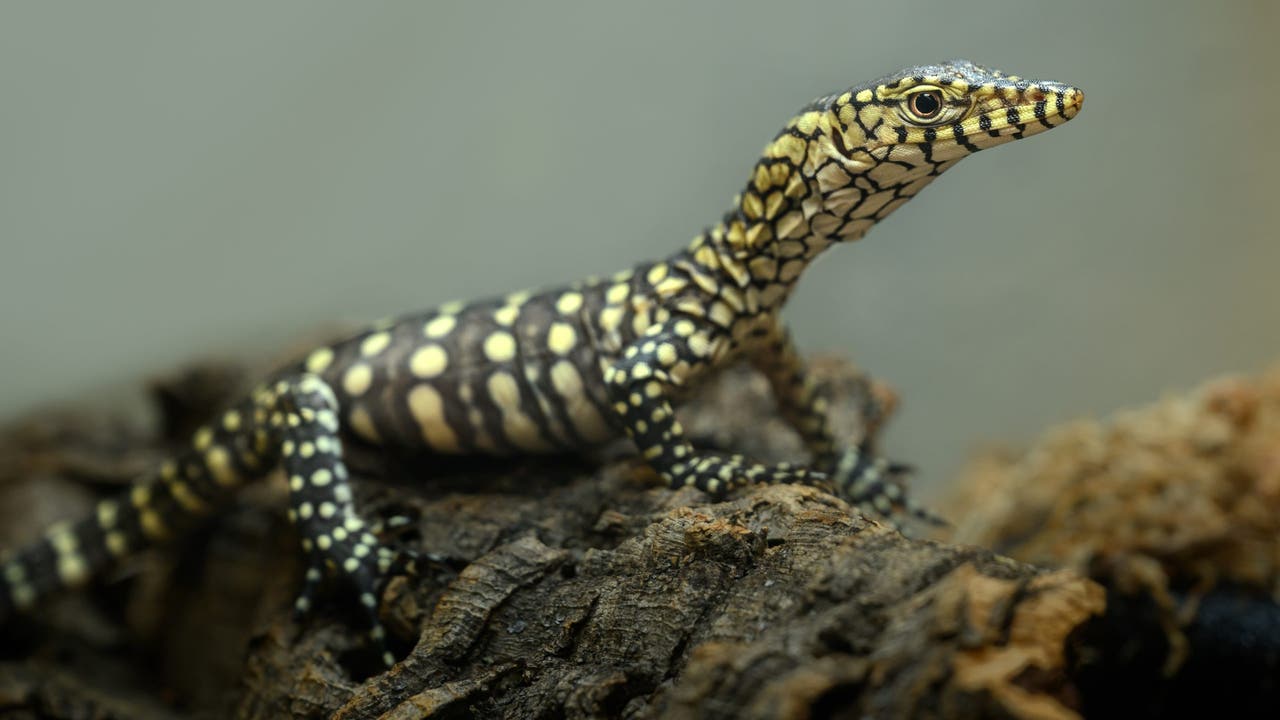 LA Zoo hatches first-ever perentie lizards, one of largest lizard ...