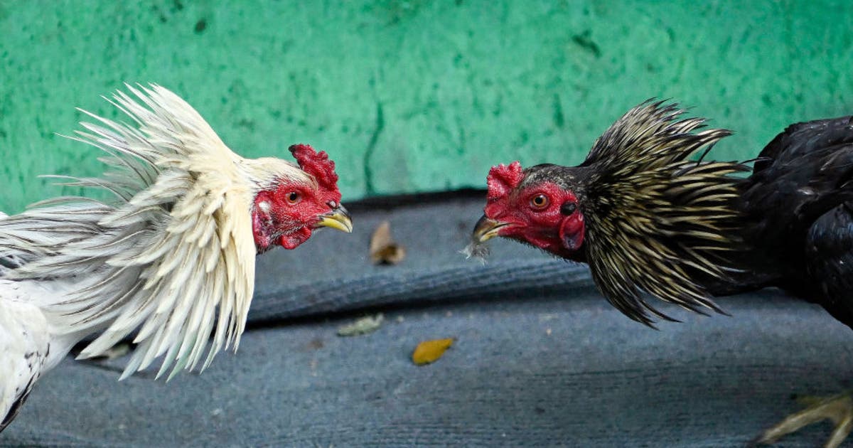 250+ roosters seized in California cockfighting ring bust | FOX 11 Los ...