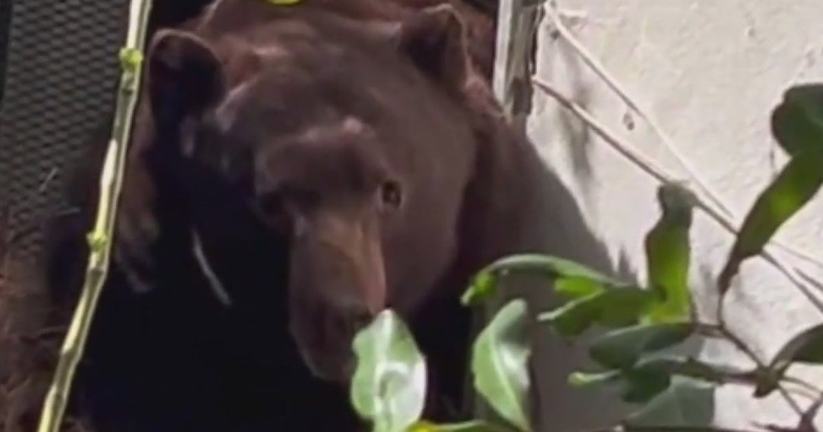 Massive bear makes home in crawlspace of Pasadena home damaged by Eaton ...