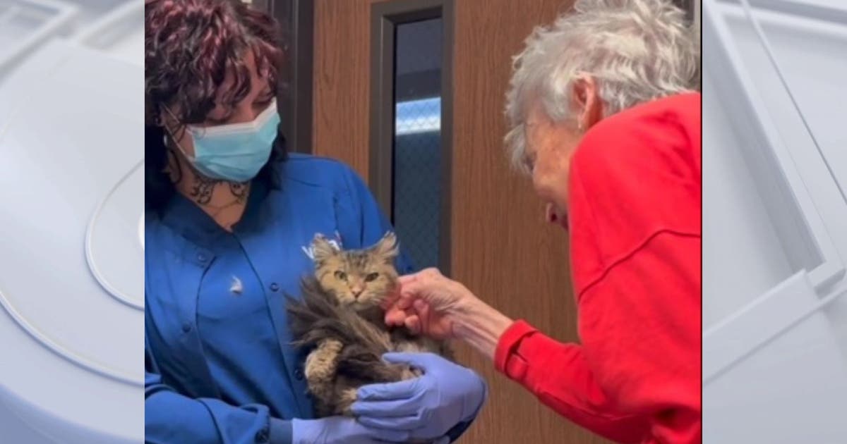 Cat survives Palisades Fire, reunited with family after surviving 2 ...