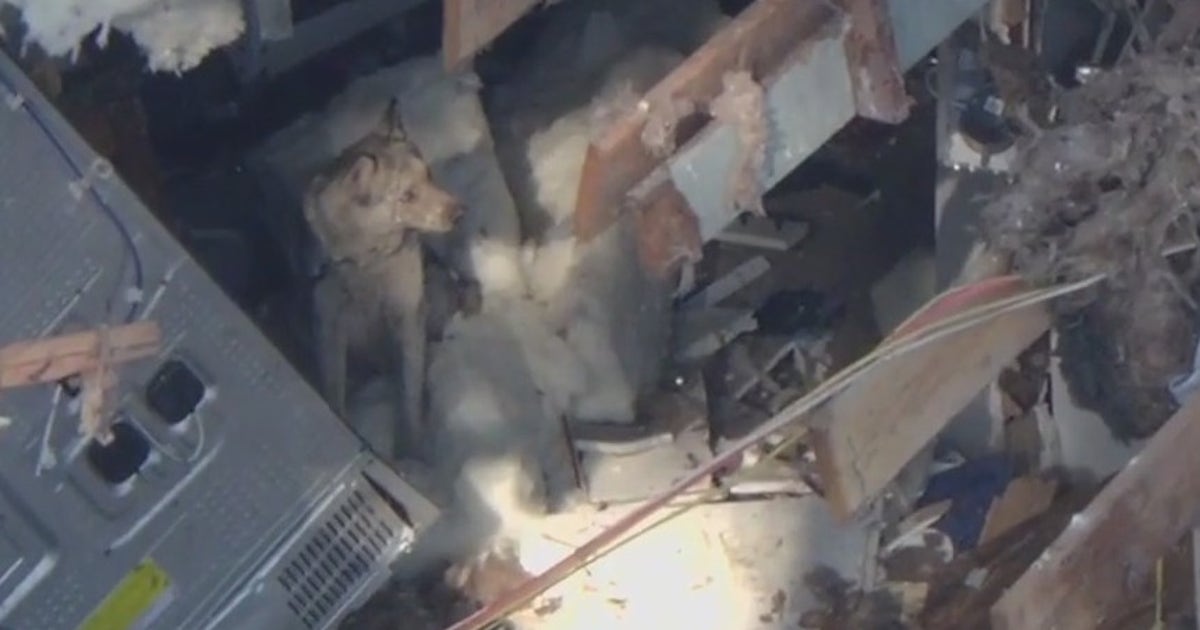 Man critically injured, dogs rescued in LA house explosion linked to ...