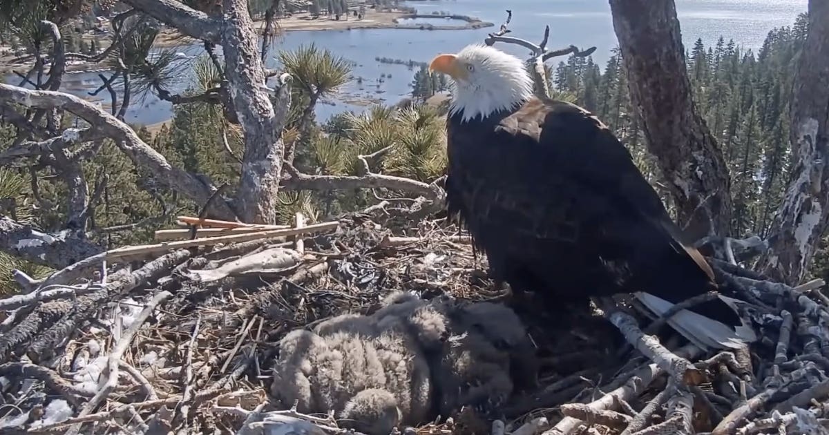 Big Bear bald eagles live cam: FOBBV gives update on Sunny and Gizmo's ...