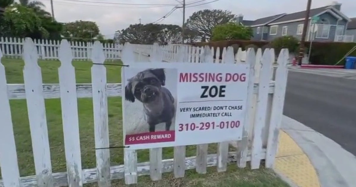 Pet mom says 'Rover' sitter lost her dog, users complain of ...