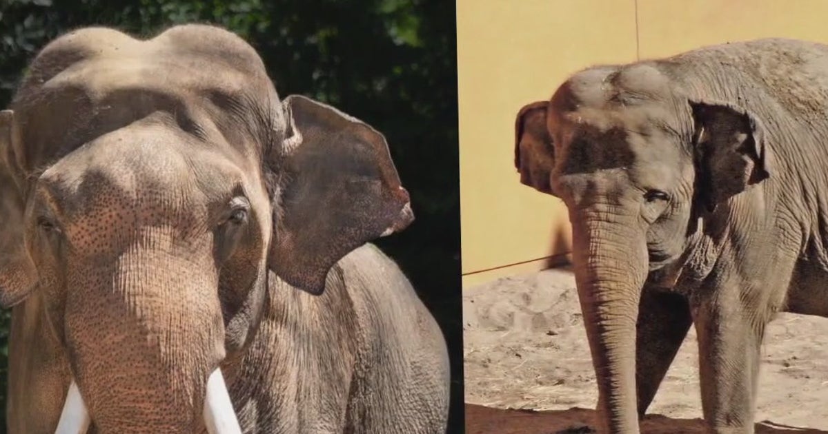 Judge denies request blocking LA Zoo from sending elephants Tina and ...