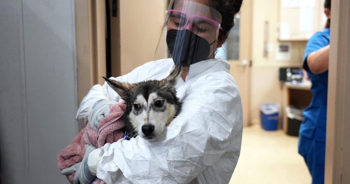 Dogs, puppies rescued from San Diego plane crash zone | FOX 11 Los Angeles