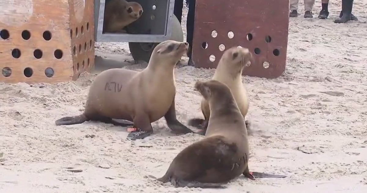 4 sea lion pups released off SoCal coast to mark end of toxic algae ...