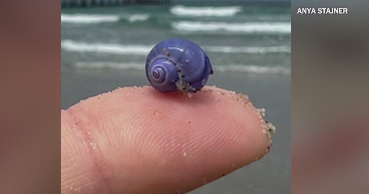 Rare purple sea snails wash ashore Southern California beaches | FOX 11 ...