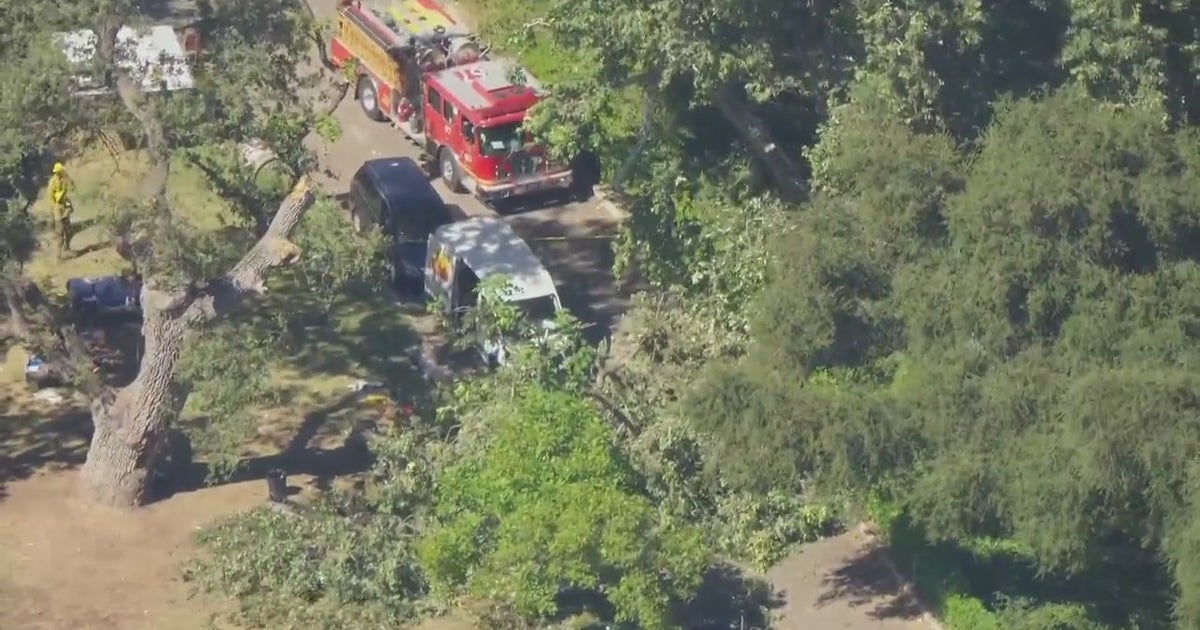 8-year-old boy dies, 4 others hurt after large tree branch falls during ...