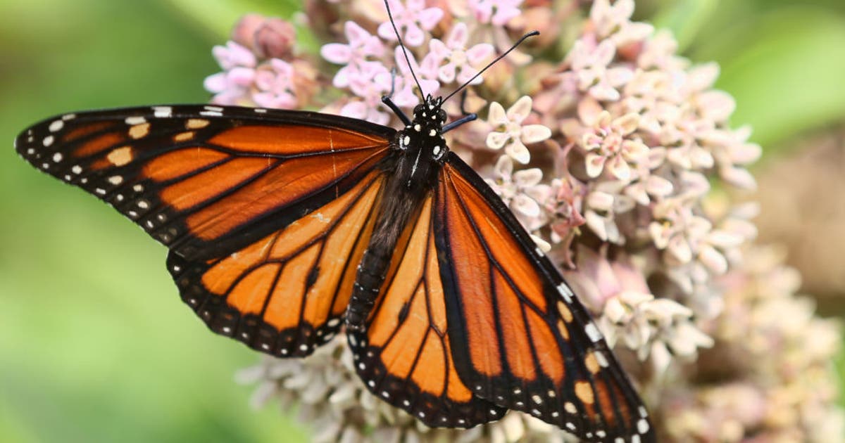 Californians urged to report monarch butterfly sightings | FOX 11 Los ...