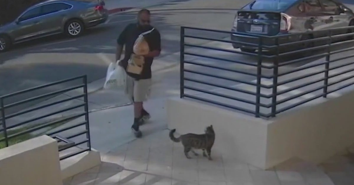 Delivery driver allegedly stole cat from West Hollywood home, tried to ...