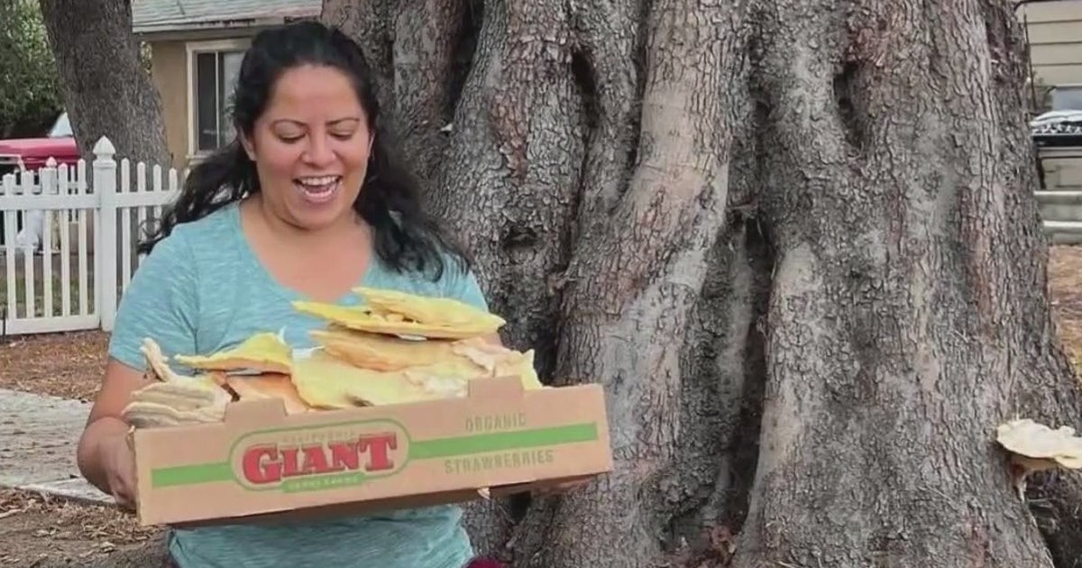 Urban forager donates to food banks amid SNAP uncertainty | FOX 11 Los ...
