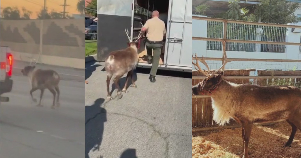 Reindeer spotted running on LA freeway | FOX 11 Los Angeles