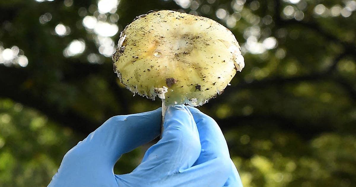 California warns of dangerous spike in mushroom poisonings | KTVU FOX 2