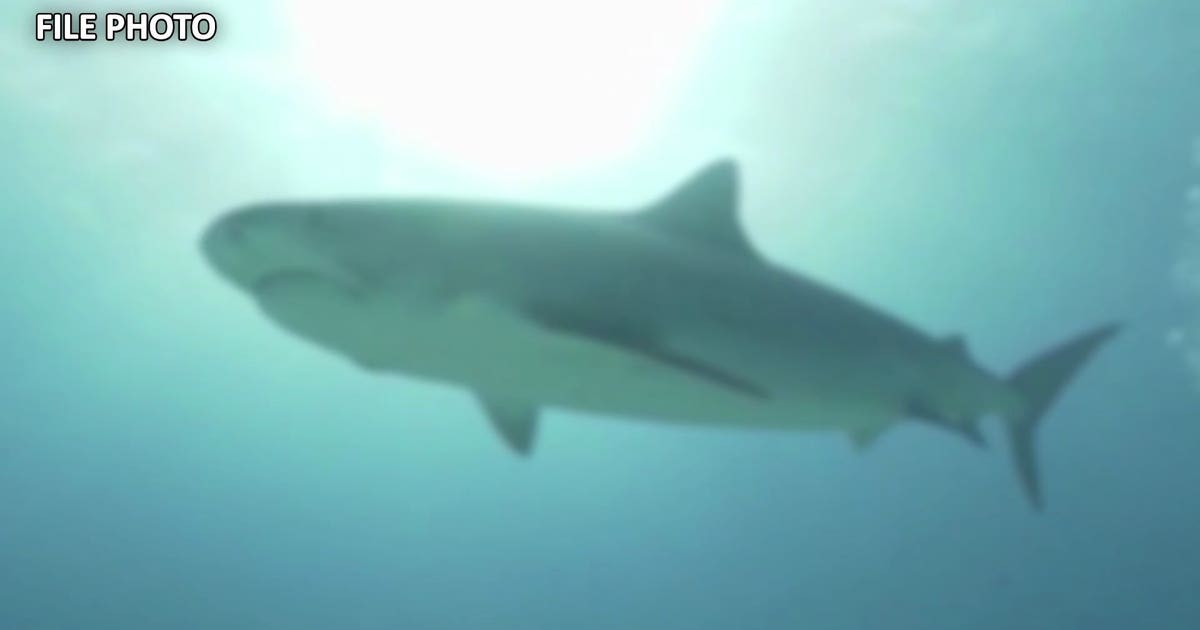 California swimmer dies after shark attack | FOX 11 Los Angeles