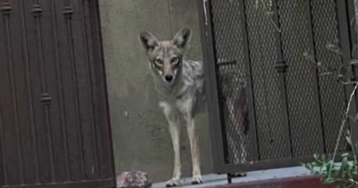 Coyote alert: Here's why sightings are increasing across Southern ...