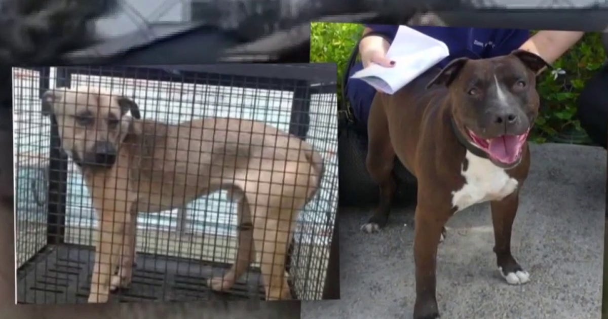 Nearly 100 dogs seized from California animal shelter euthanized ...