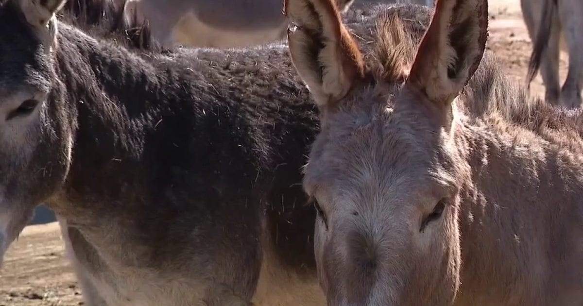 $50,000 reward offered as Riverside donkey killings reach 'horrific ...