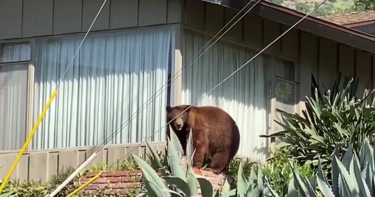 Mama bear euthanized after swiping at Monrovia woman; cubs orphaned ...