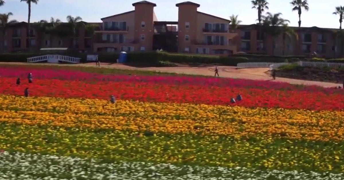 Spring blooms early at Carlsbad Flower Fields for 2026 season | FOX 11 ...