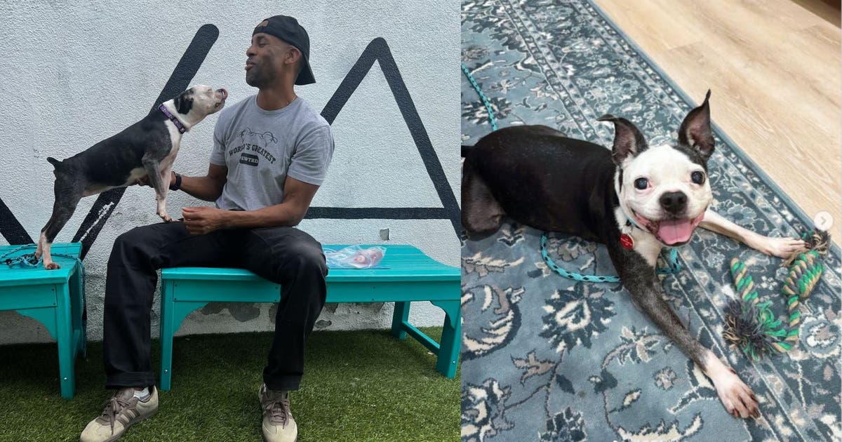Stolen dog reunited with owner in LA after more than 3 years apart ...