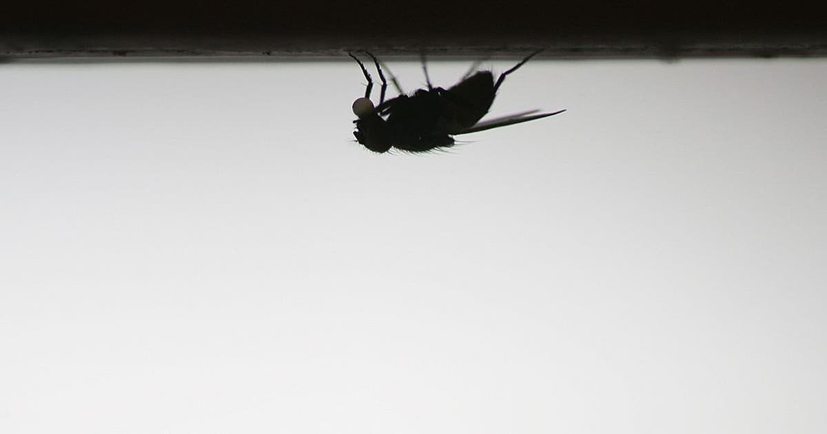 California officials warn of increase in tiny black flies known for ...