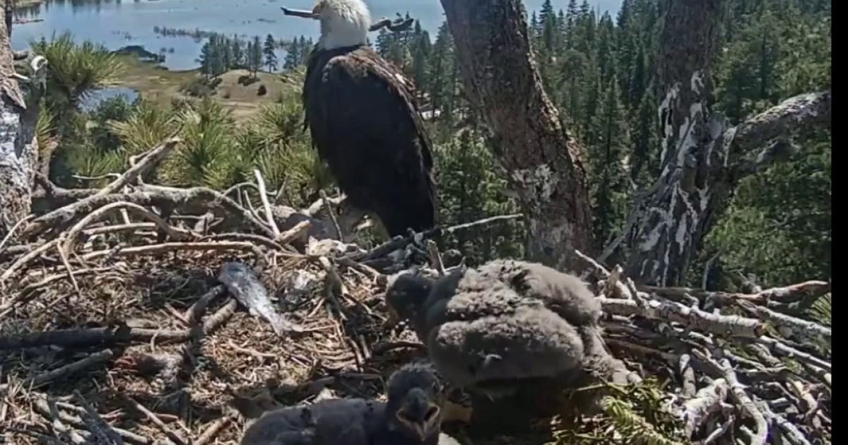 Big Bear eagle chicks new names revealed | FOX 11 Los Angeles