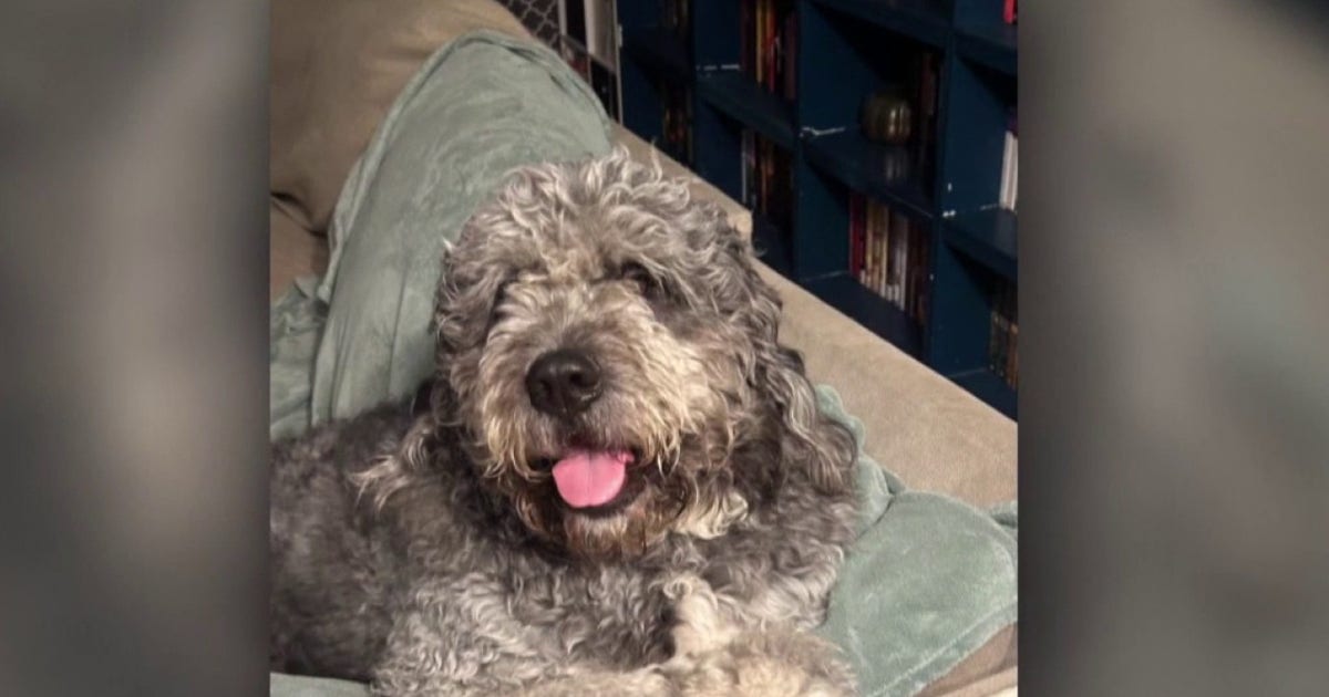 Candlelight vigil planned after LAPD fatally shoots dog following NBA ...