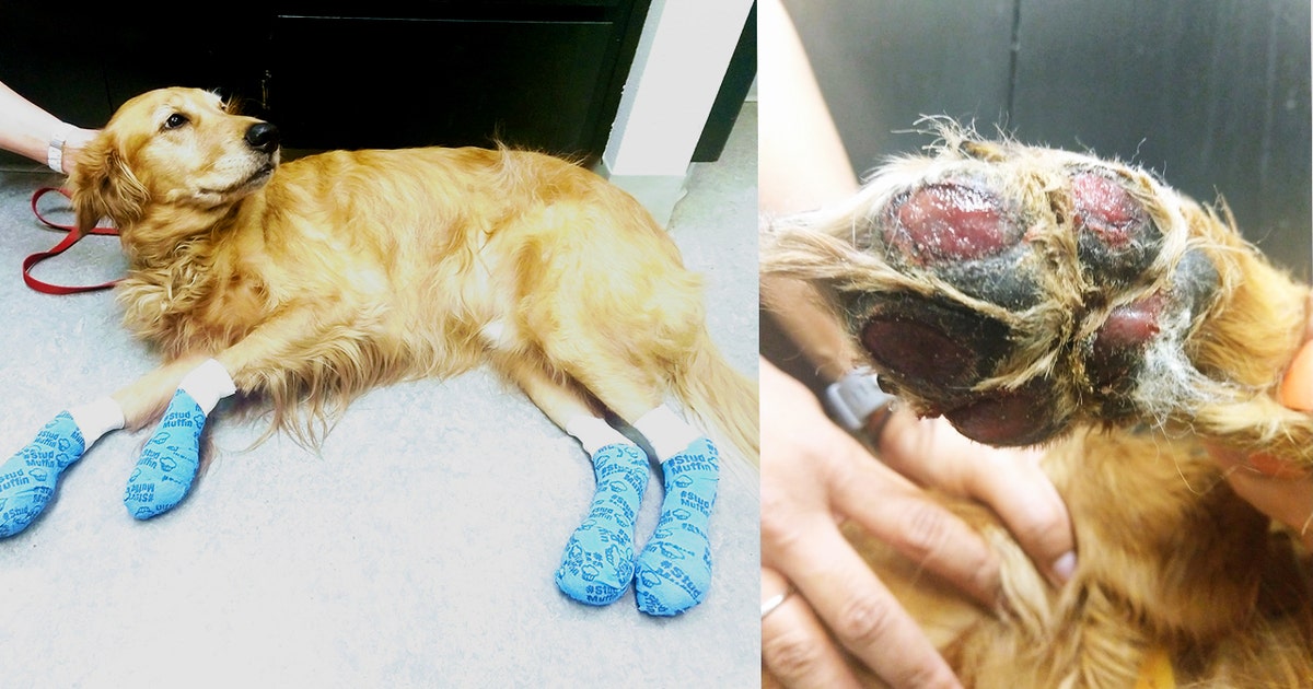 Vet issues summer walk warning after treating dog with burned off paw ...