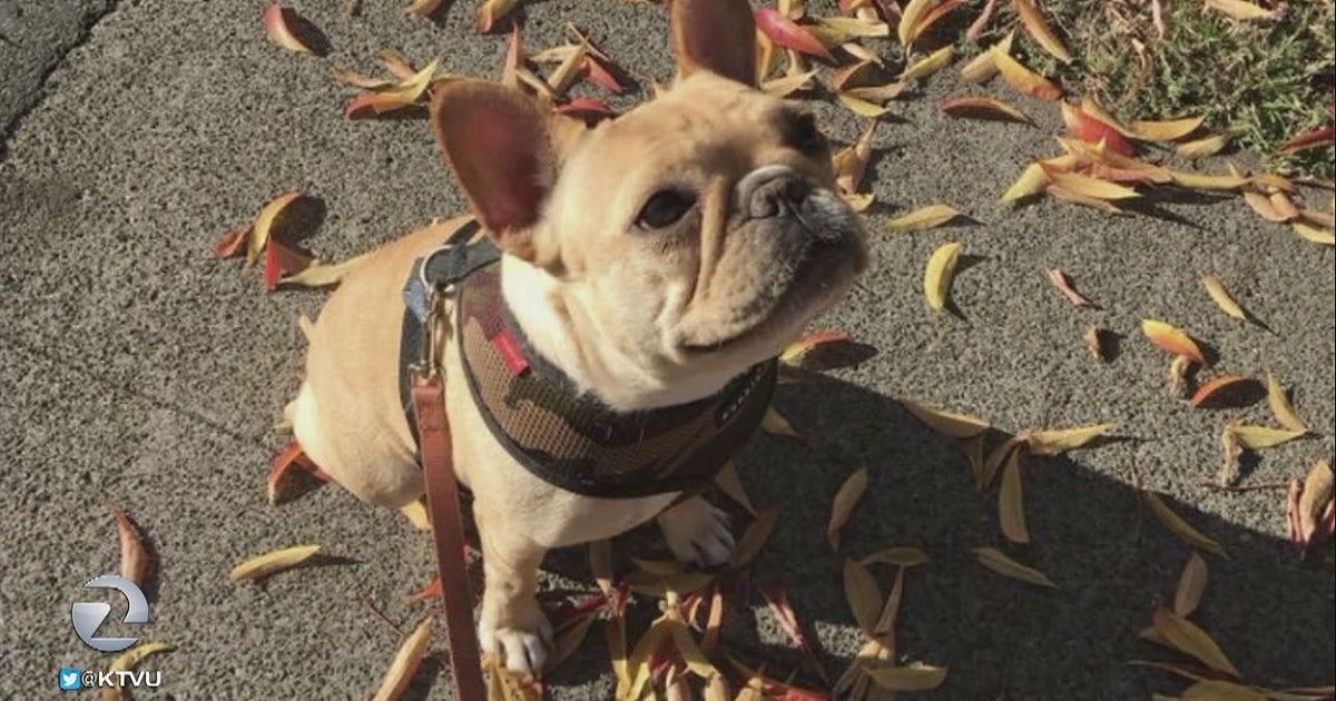 Santa Rosa: Dog owners desperately search for stolen 'family member ...