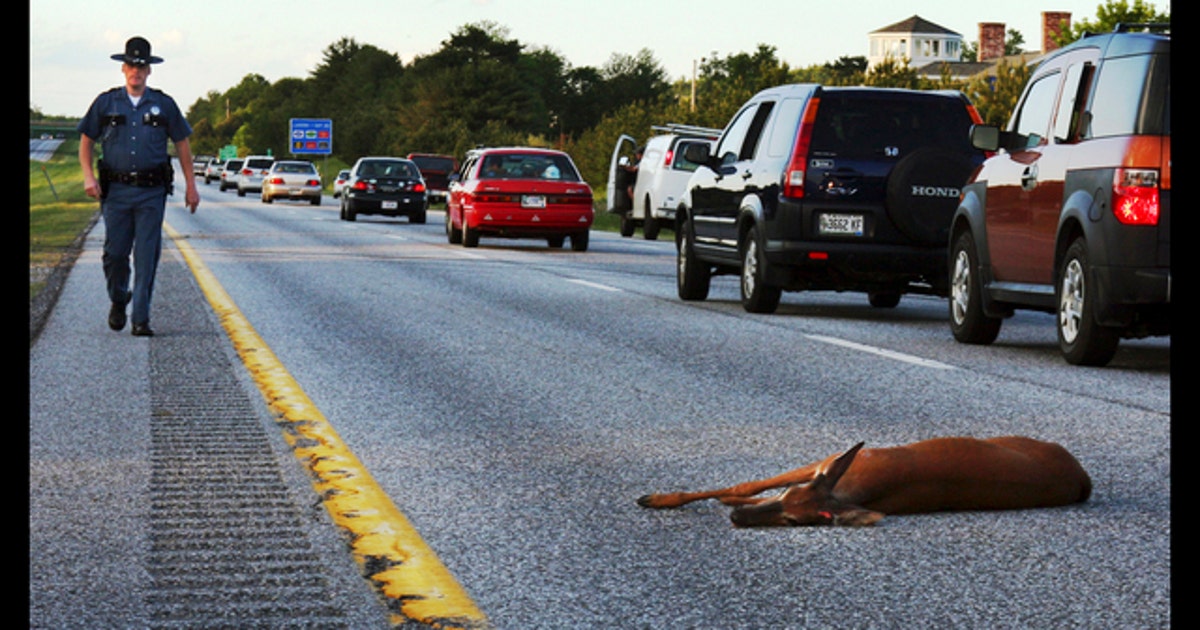 SF Bay Area highways are state's worst for roadkill | KTVU FOX 2