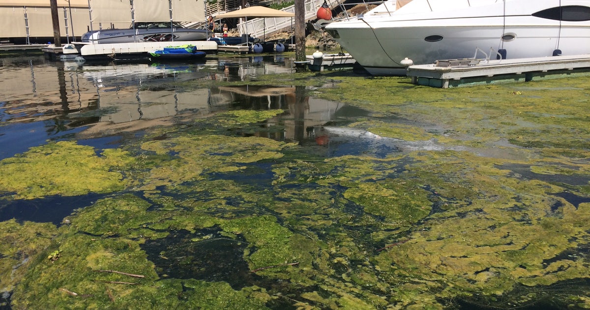 Dangerous toxins found in Discovery Bay, health officials say stay out ...